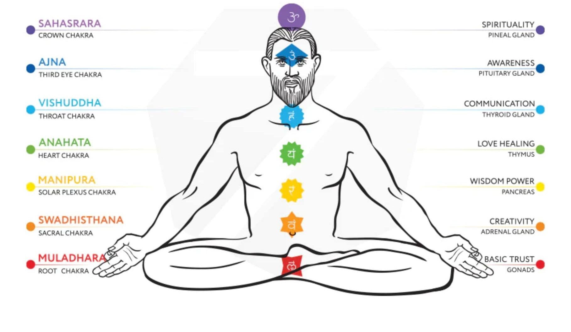 The Chakra System – Embodied Masculine Programs